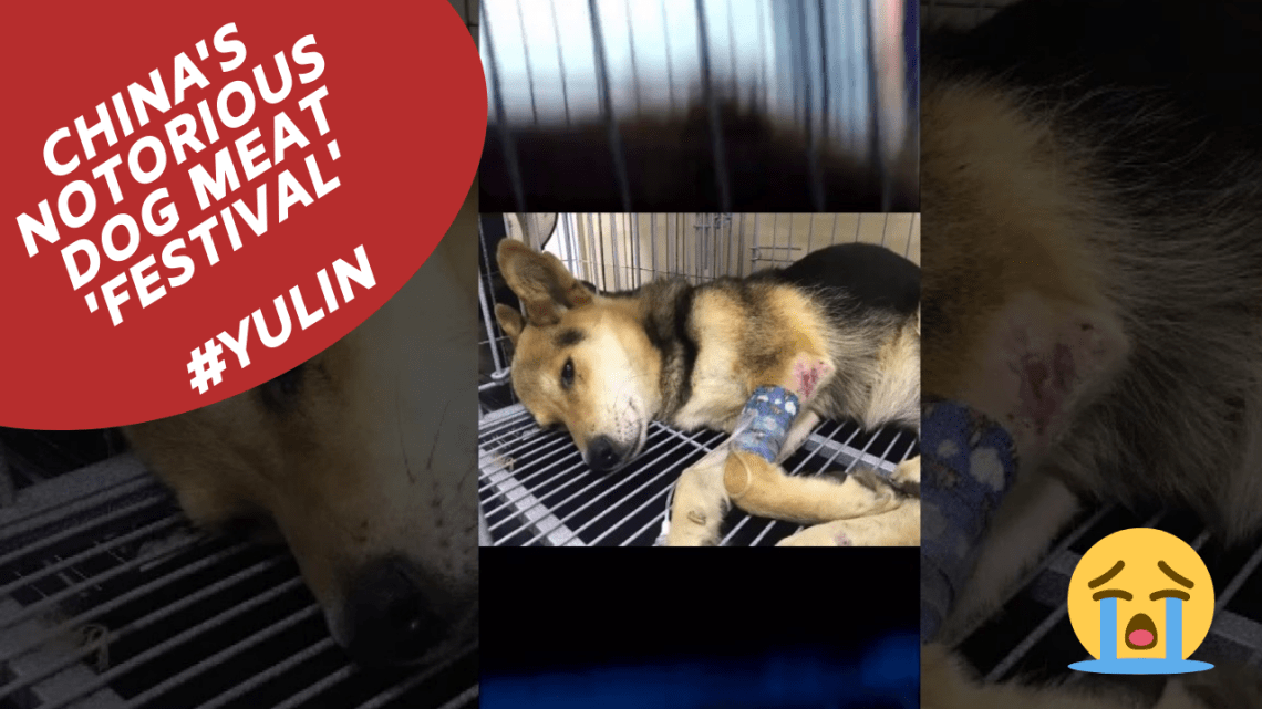 China’s notorious Dog Meat Festival opens again – Notes Asia